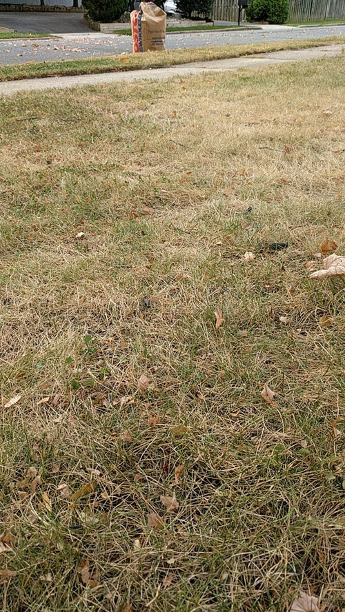 Can I salvage my lawn | Houzz Forum