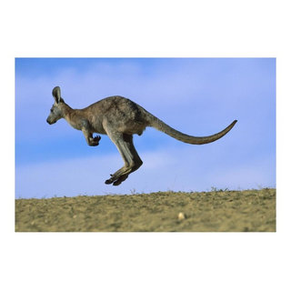 "Wallaroo or Euro Kangaroo hopping, Sturt, New South Wales" Paper Art ...