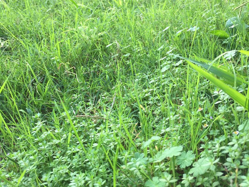Grass ID & Tips
