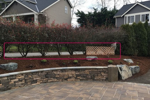 how to deal with gaps at the bottom of hedge | Houzz Forum