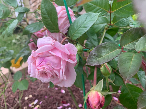 Belindas dream balling