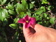 2019 Clem flower show