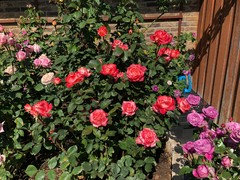 Which roses hold up best in high heat/humidity