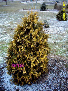 Fast growing, yellow Thuja occidentalis?