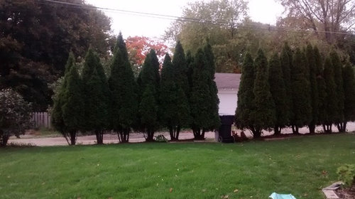 Narrow hedge for zone 4