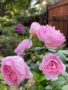 Random Garden Photos