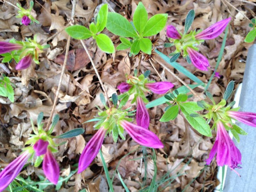 Rhododendron Purple Gem /PJM? | Houzz Forum