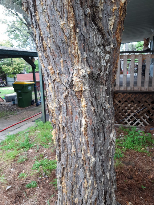 Disease or insect damage in pine tree