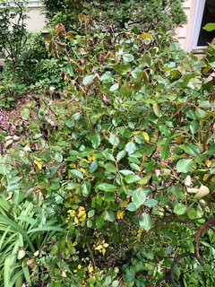 Is this Round-up damage?