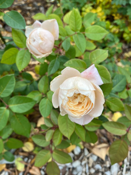 Early English Roses That Are Still Blooming In December