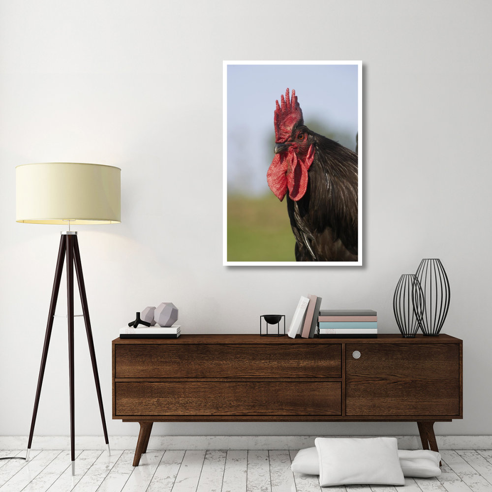 "Domestic Chicken, close-up of cockerel head" Print by Gerard Lacz, 14 ...