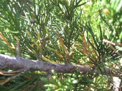 Juniper trees with browning at the center | Houzz Forum