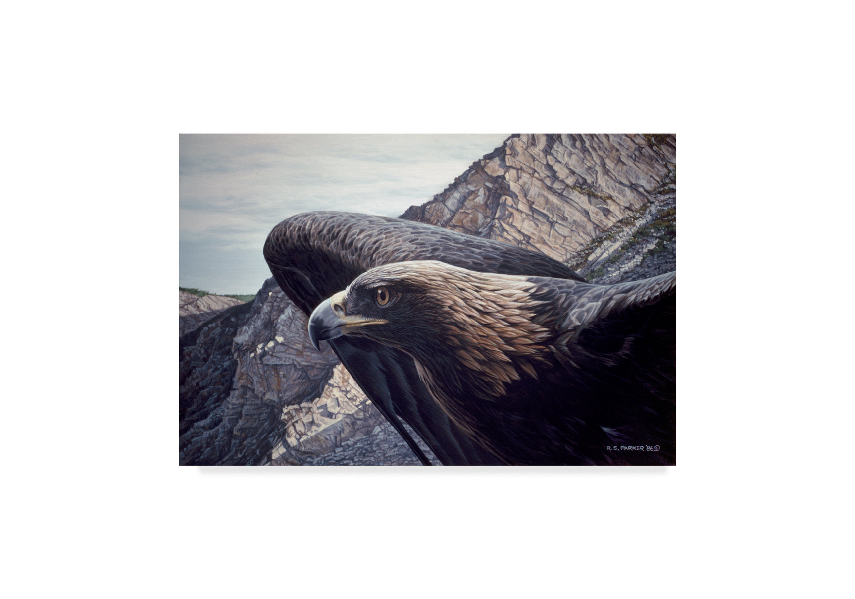 Ron Parker 'Golden Eagle Portrait' Canvas Art, 24"x16" - Rustic ...