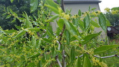Jujube pollination and varieties | Houzz Forum