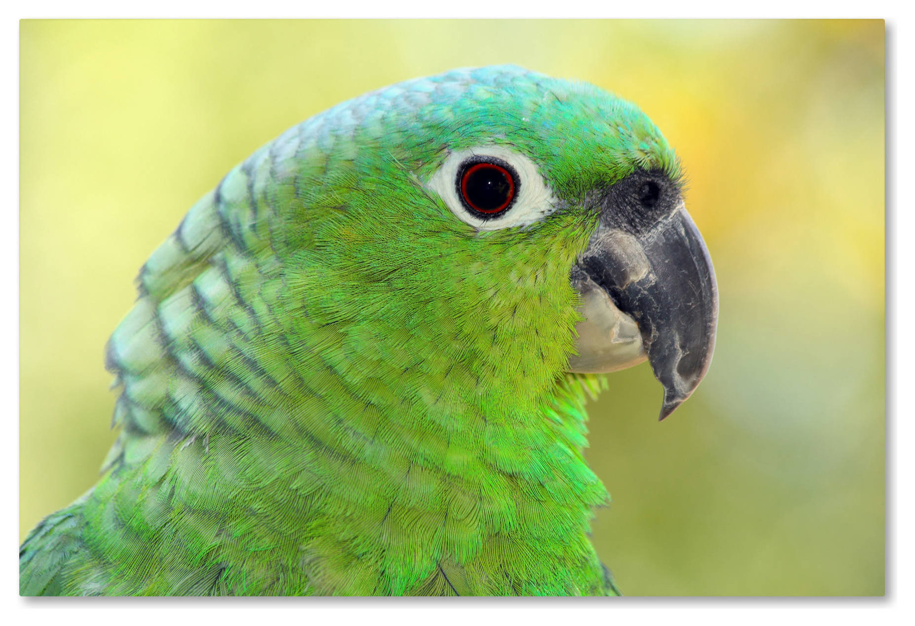 "Green Birds" by Robert Harding Picture Library, Canvas Art, 30"x47 ...