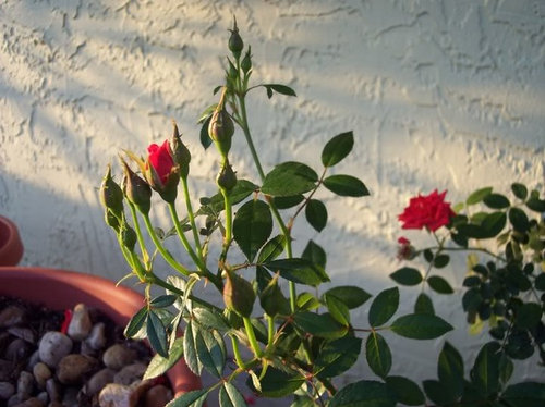 Starina Mini Rose | Houzz Forum