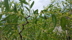 Jujube pollination and varieties | Houzz Forum