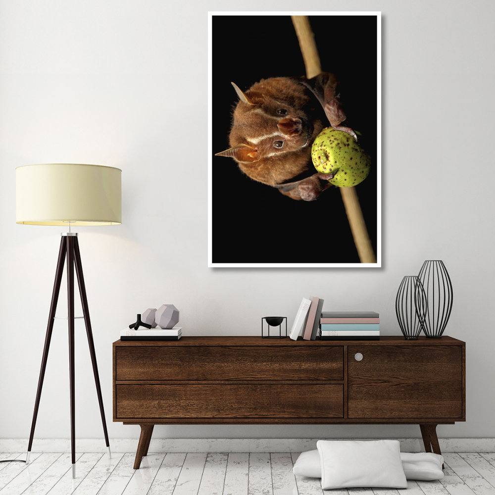 Great Fruit-Eating Bat Feeding On Fig, Smithsonian Tropical Research ...