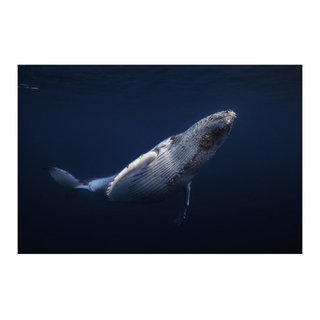 "Humpback Whale" Digital Paper Print by Barathieu Gabriel, 20"x14", 32 ...