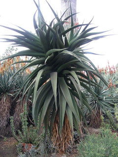 Your Giant Aloes