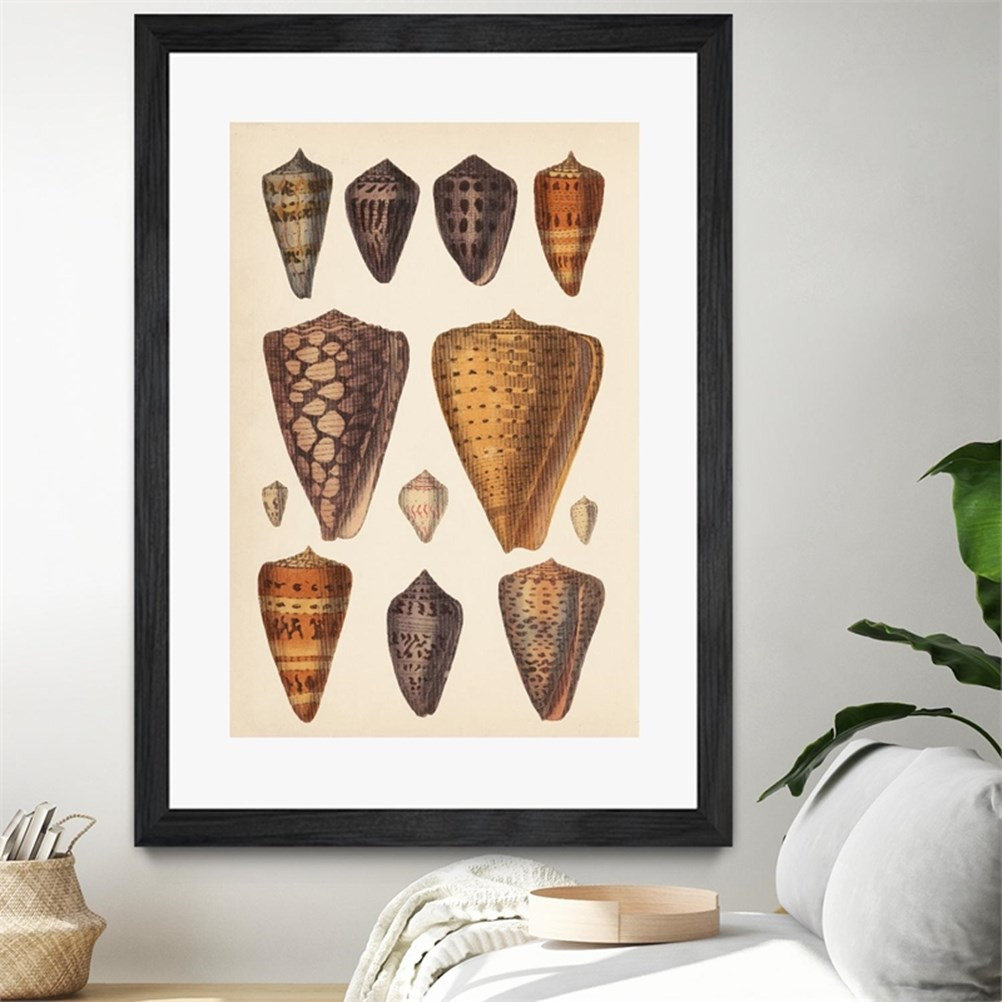 Giant Art 24x36 Antique Cone Shells I Matted and Framed in White ...