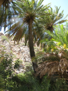 Cretan Date Palm - Phoenix theophrasti