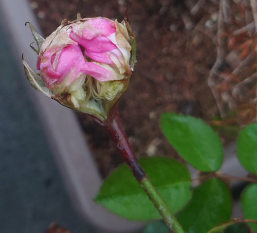 Rose buds splitting open... Why?