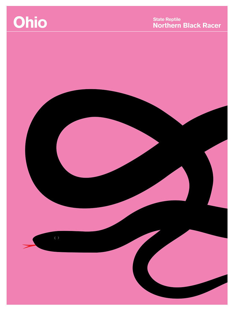 Ohio Northern Black Racer Print, 8" x 10" - Contemporary - Prints And ...