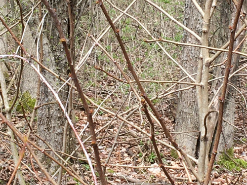 Thorny, colony forming shrub. Michigan.
