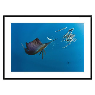 Atlantic Sailfish Hunting Round Sardinella, 42"x30" - Beach Style ...