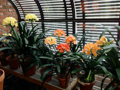 I have a Clivia with weird spots on leaves. What disease can it be?