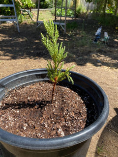 Giant sequoia is dying | Houzz Forum