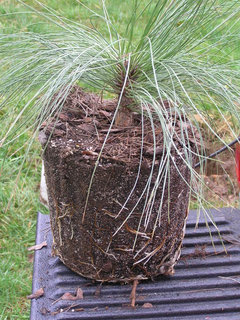 Apache pine (pinus engelmannii)