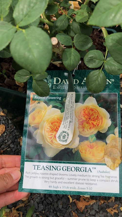 help ID a rose please