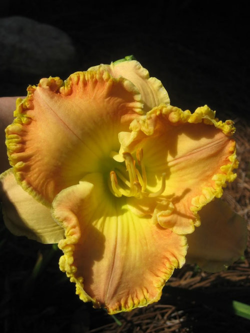 Fiery Temper and Dilemma