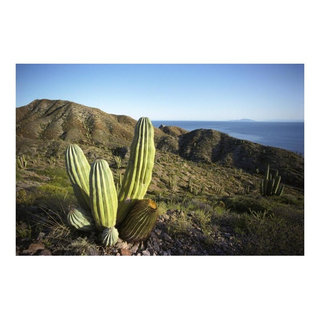 "Cardon Cactus in Dry Arroyo, Sea of Cortez, Baja California, Mexico ...
