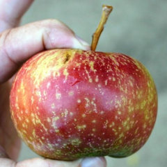 Anyone growing Rev. Morgan apples?