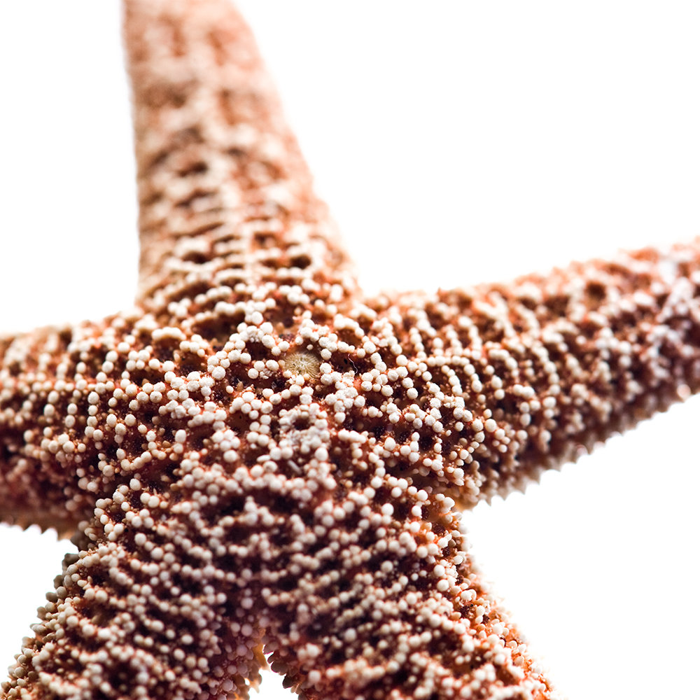 "Basket Stars", 45" x 45" - Beach Style - Prints And Posters - by JVA ...