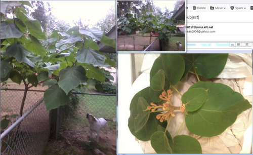 Can anyone name this pretty little tree?