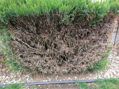 Remove butchered evergreen shrubs