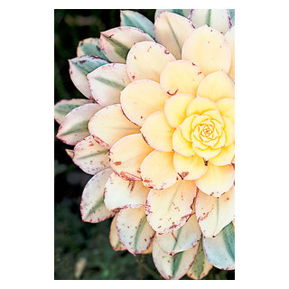 "Angelic", 40" x 60" - Contemporary - Prints And Posters - by JVA Art ...