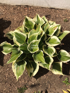 Hosta L 2022 No Lakesides