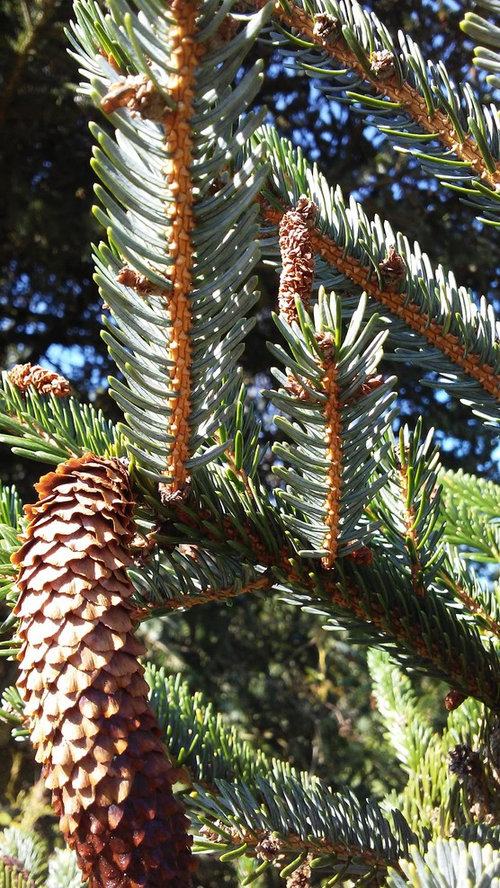 60 year old Picea jezoensis