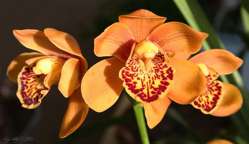 Cymbidium Enzan Forest 'Majolica'