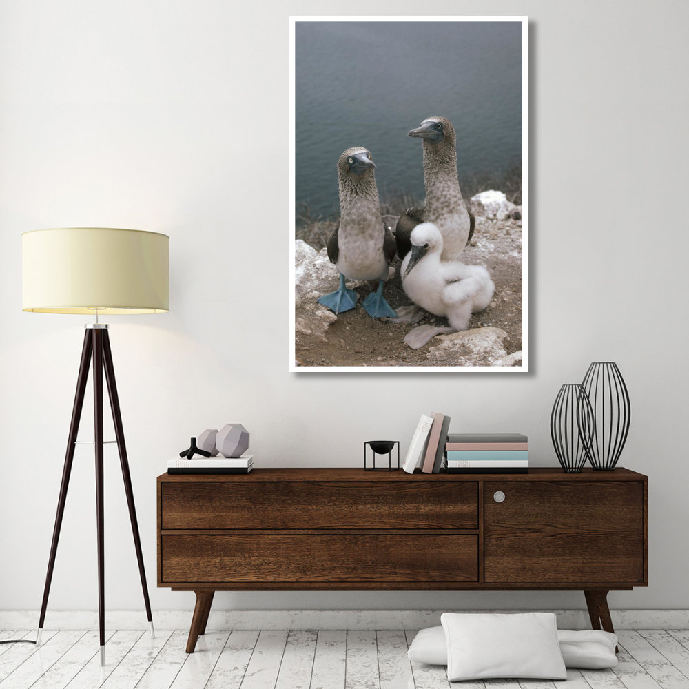 Blue-Footed Booby Parents With Chick, Galapagos Islands, Ecuador-Paper ...