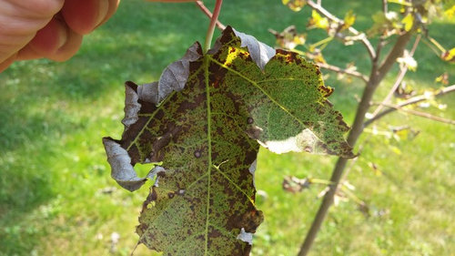 Maple tree disease