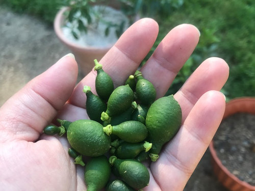 Key Lime Tree - Pruning?