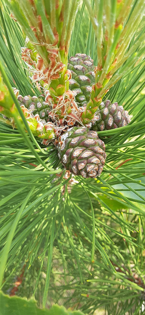 Help me with these Red pine parts?