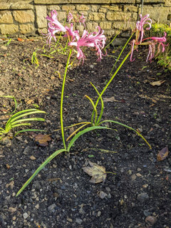 Nerine Winter Care?