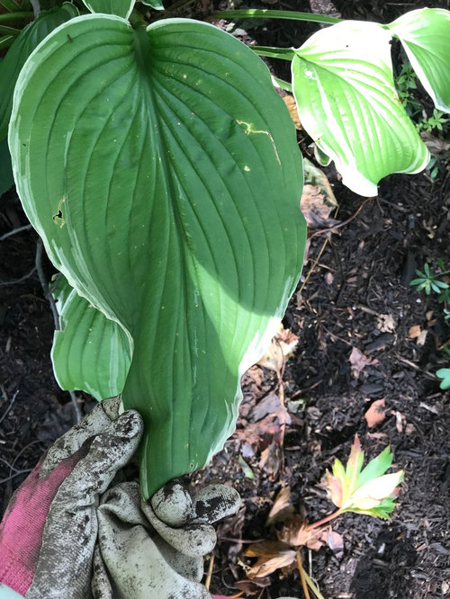 Hosta Identification?